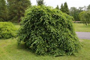 Grab pospolity 'Pendula' - Związek Szkółkarzy Polskich