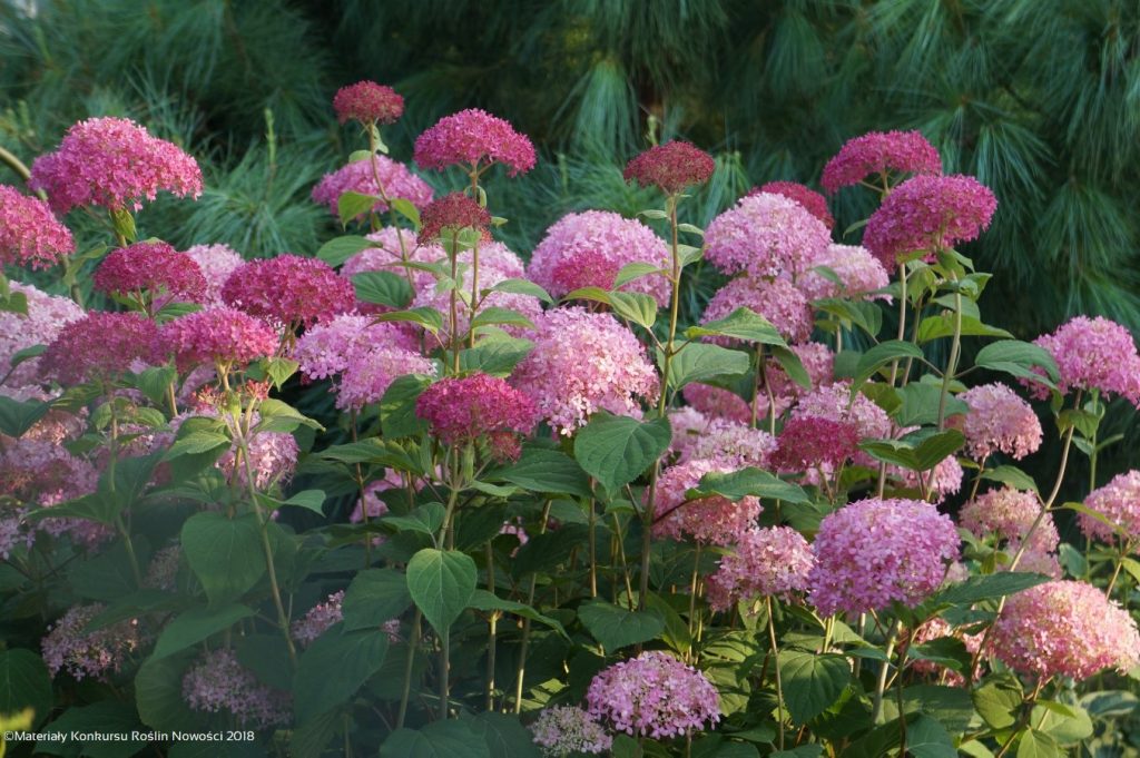 Hydrangea arborescens RUBY ANNABELLE 'NCHA3'PBR - Polish Nurserymen ...