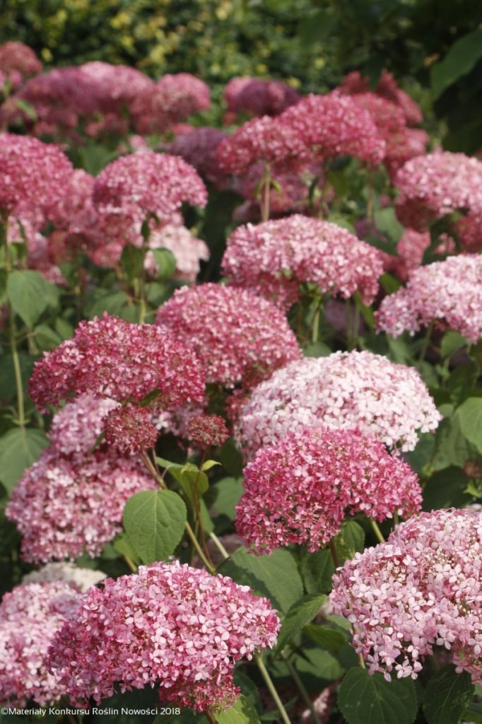 Hydrangea arborescens RUBY ANNABELLE 'NCHA3'PBR - Polish Nurserymen ...
