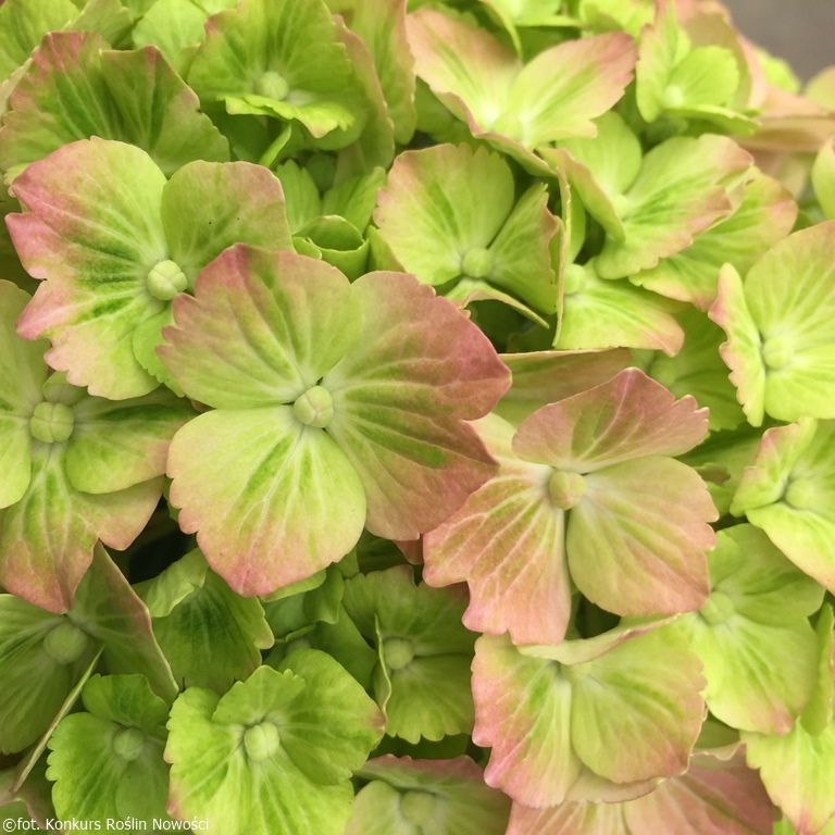 Hydrangea macrophylla BELLA PESCHE ‘HORE1644’ PBR - Polish Nurserymen ...