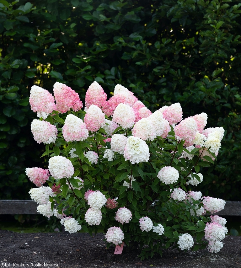 Hydrangea paniculata LIVING PINK & ROSE ‘LC NO14’ PBR - Polish ...
