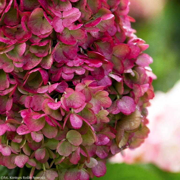 Hydrangea paniculata LIVING PINKY PROMISE ‘LC NO12’ PBR - Polish ...