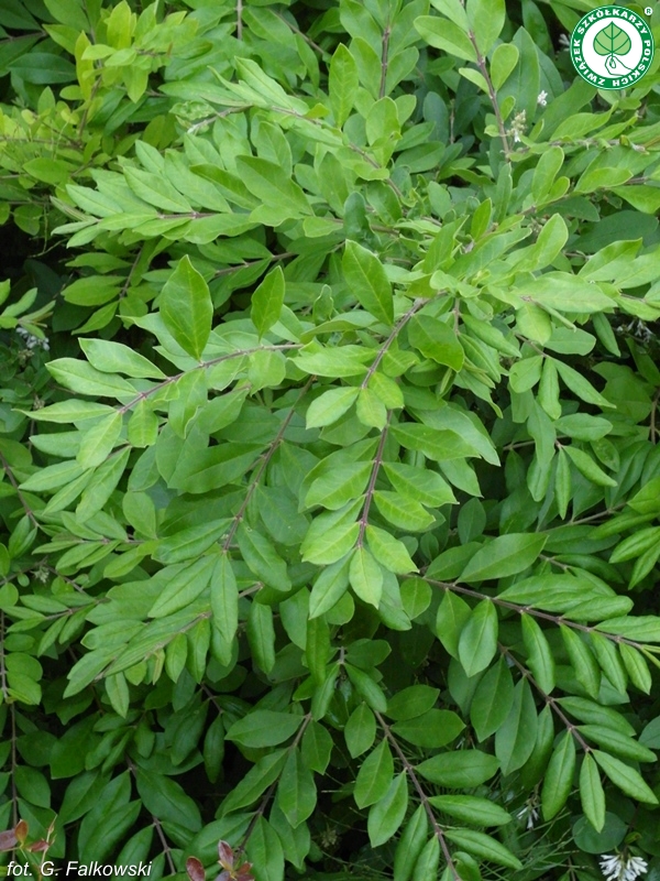 Krzewy okrywowe do miast - Związek Szkółkarzy Polskich