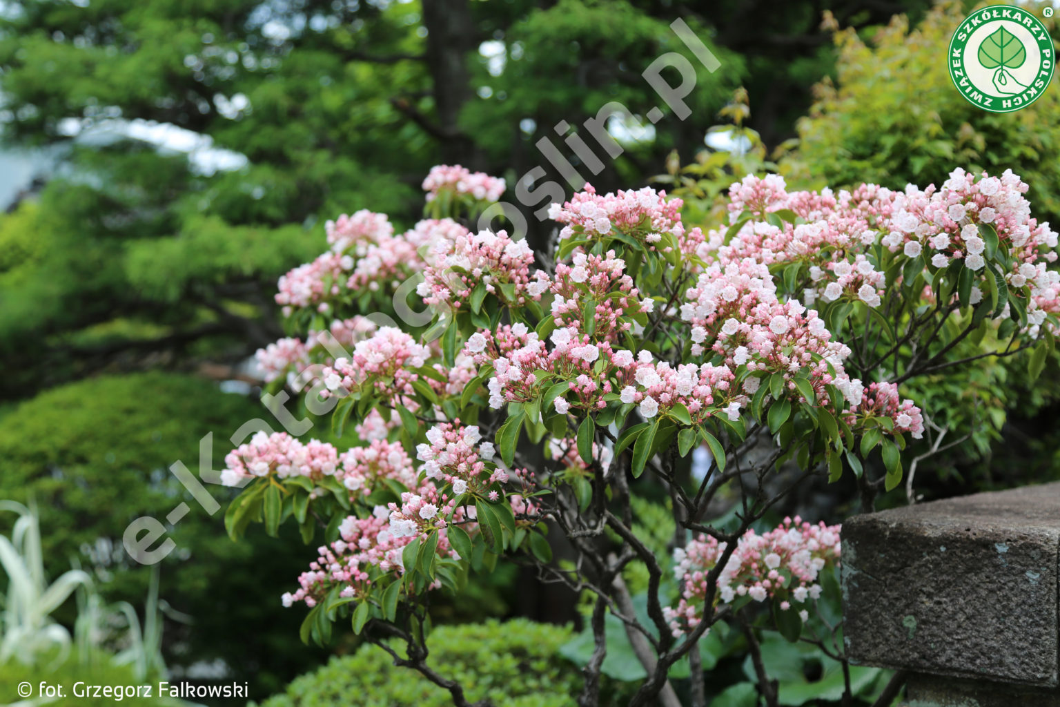 Kalmia szerokolistna - Związek Szkółkarzy Polskich