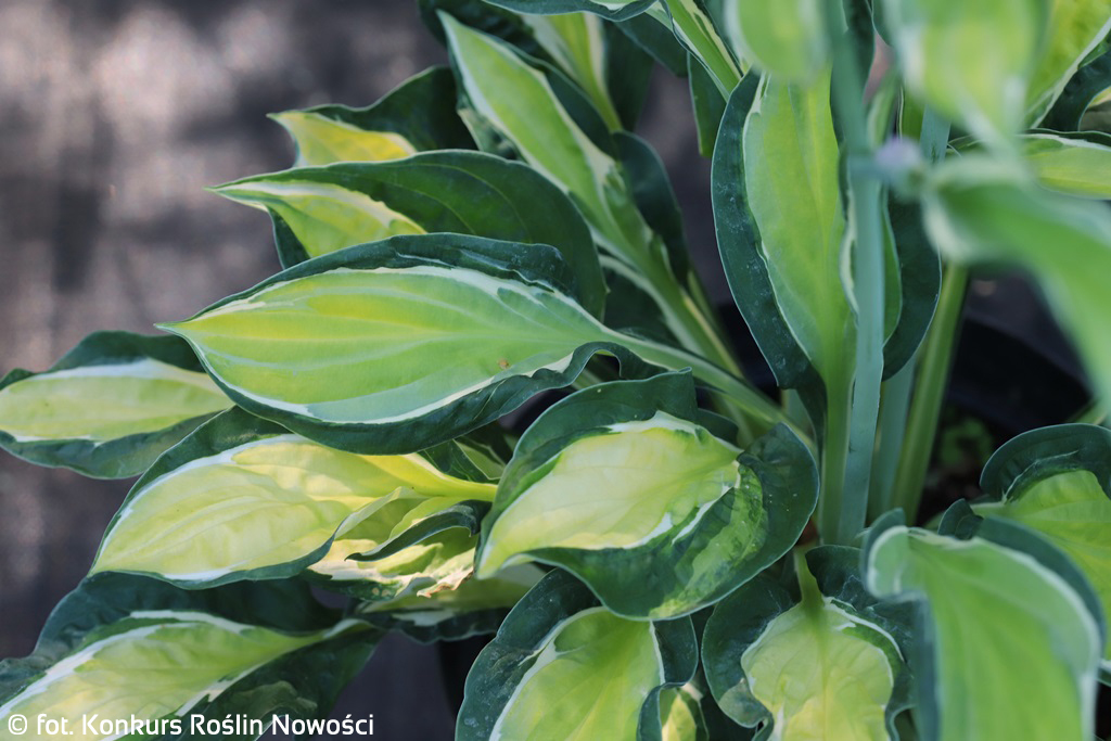 Hosta GYPSY LEMON ‘PG 12/01’ - Polish Nurserymen Association
