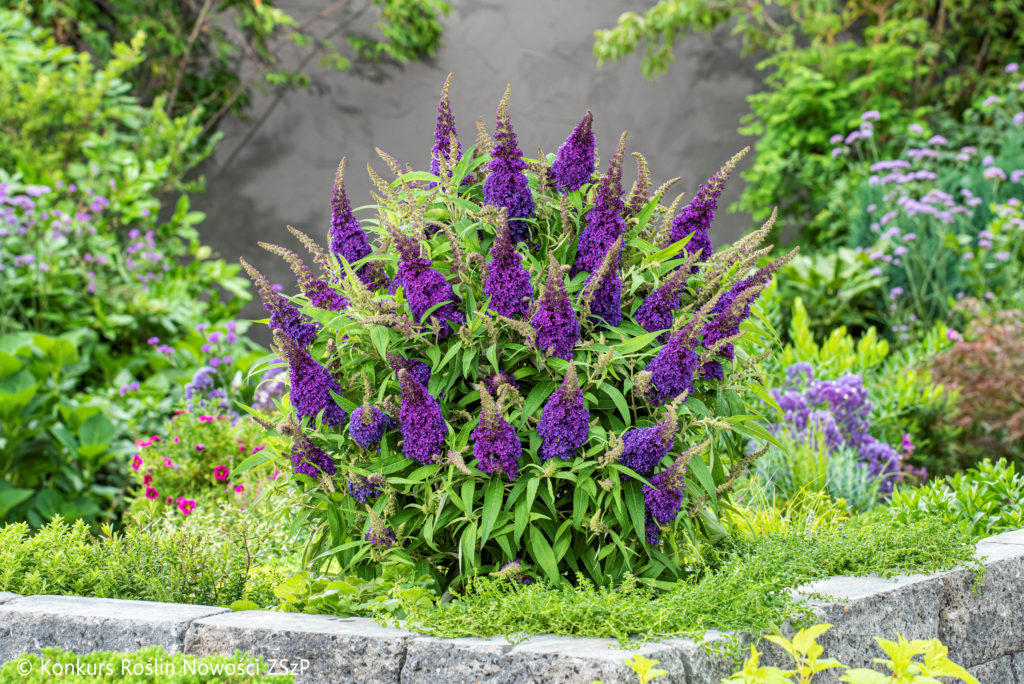 Buddleja davidii BUTTERFLY CANDY® LITTLE PURPLE - Polish Nurserymen ...