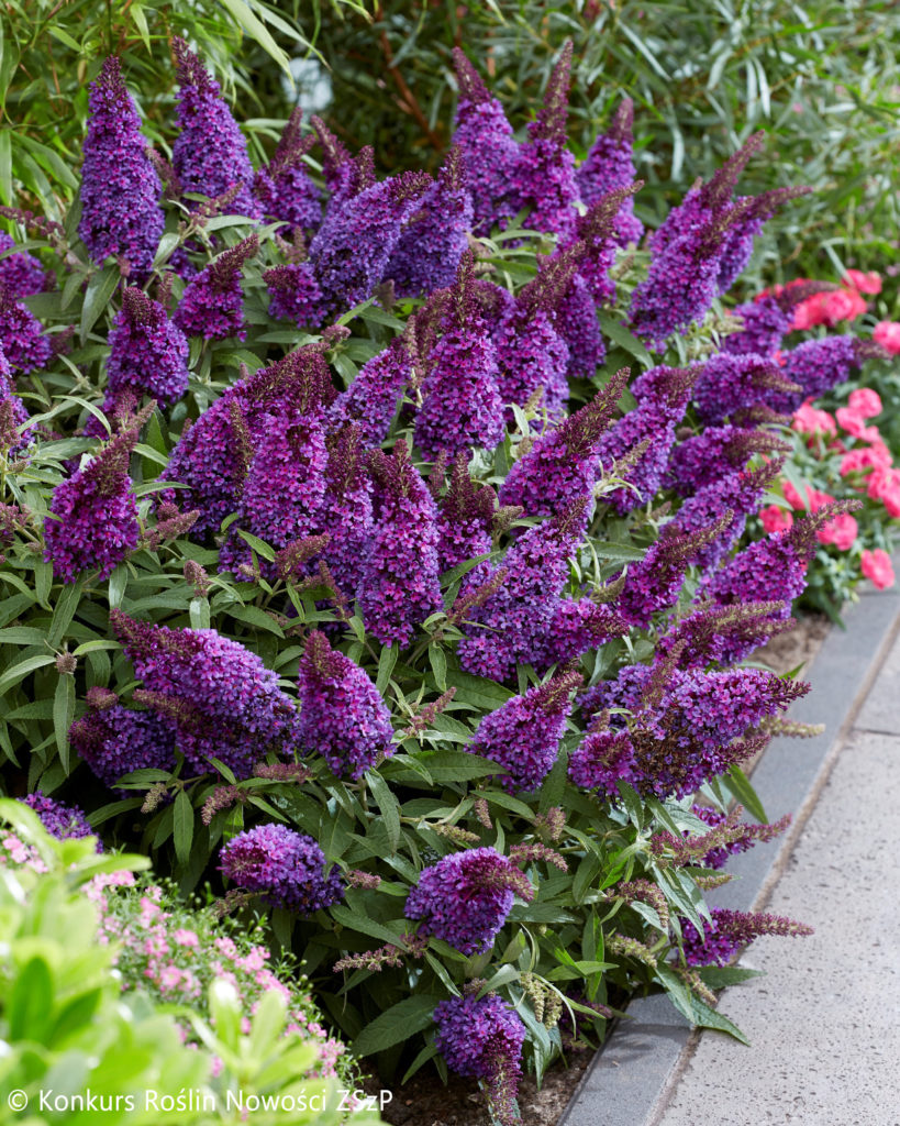 Buddleja davidii BUTTERFLY CANDY® LITTLE PURPLE - Polish Nurserymen ...