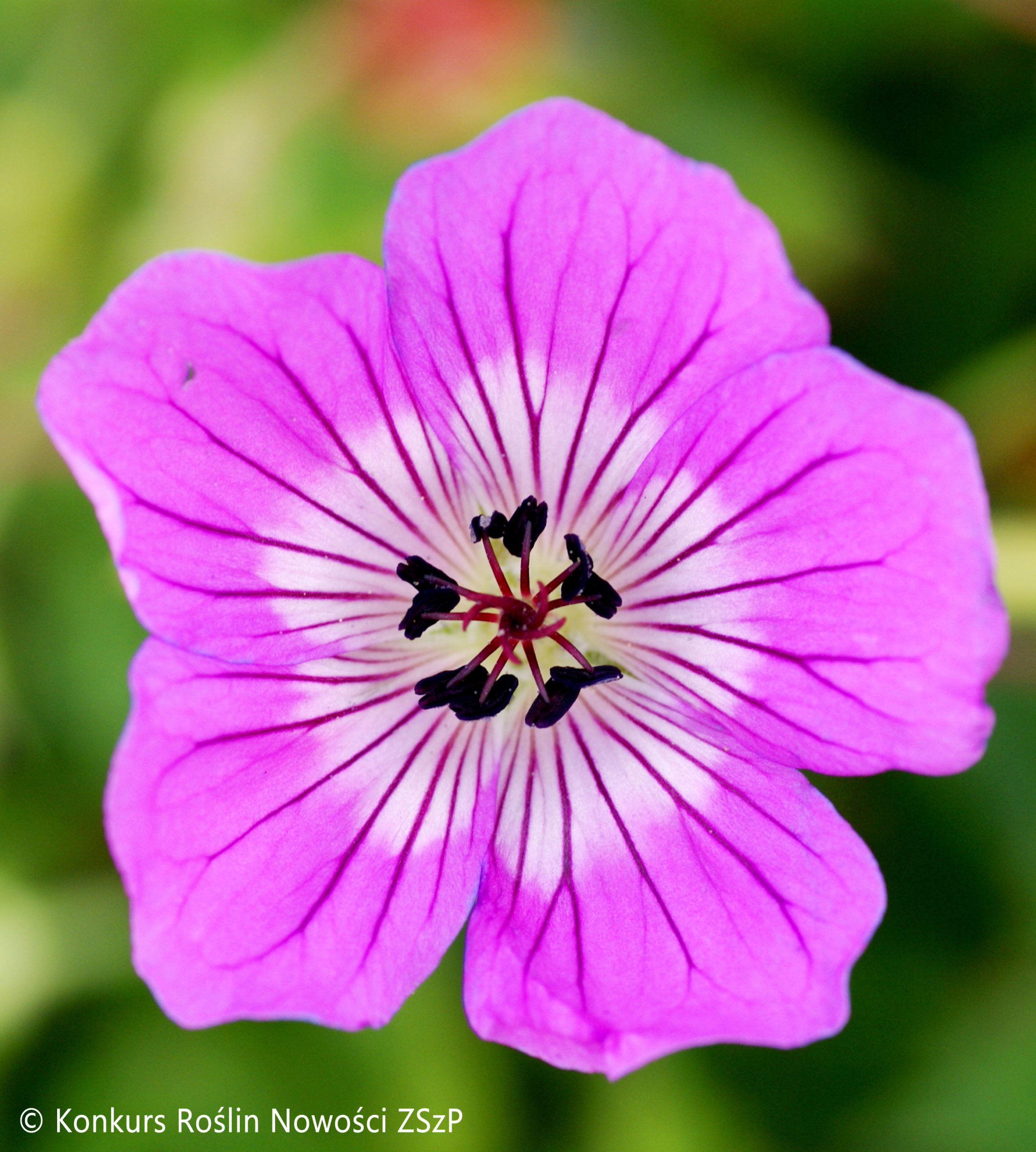 Geranium wallichianum 'Kelly Anne' PBR - Polish Nurserymen Association