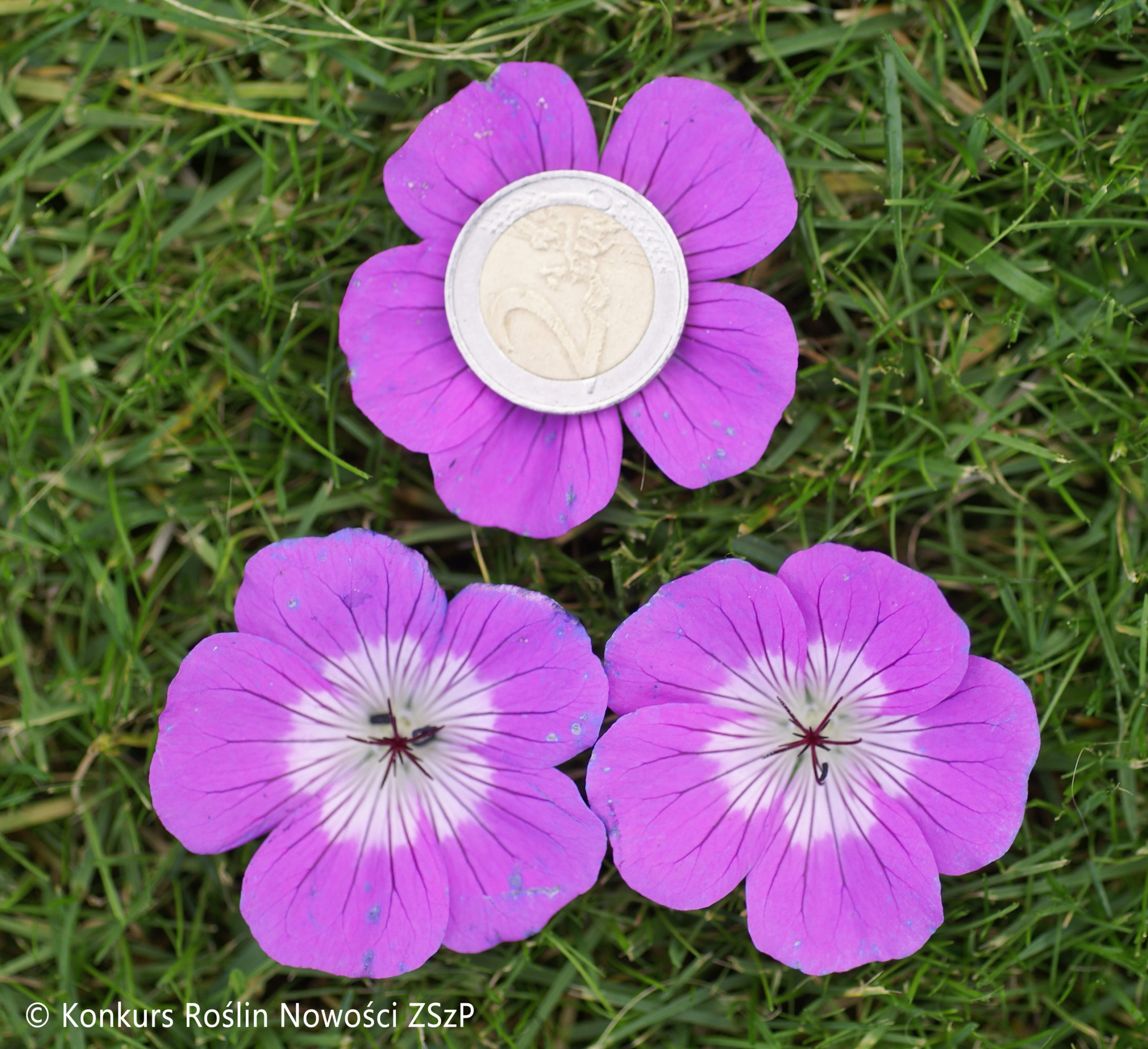 Geranium wallichianum 'Kelly Anne' PBR - Polish Nurserymen Association