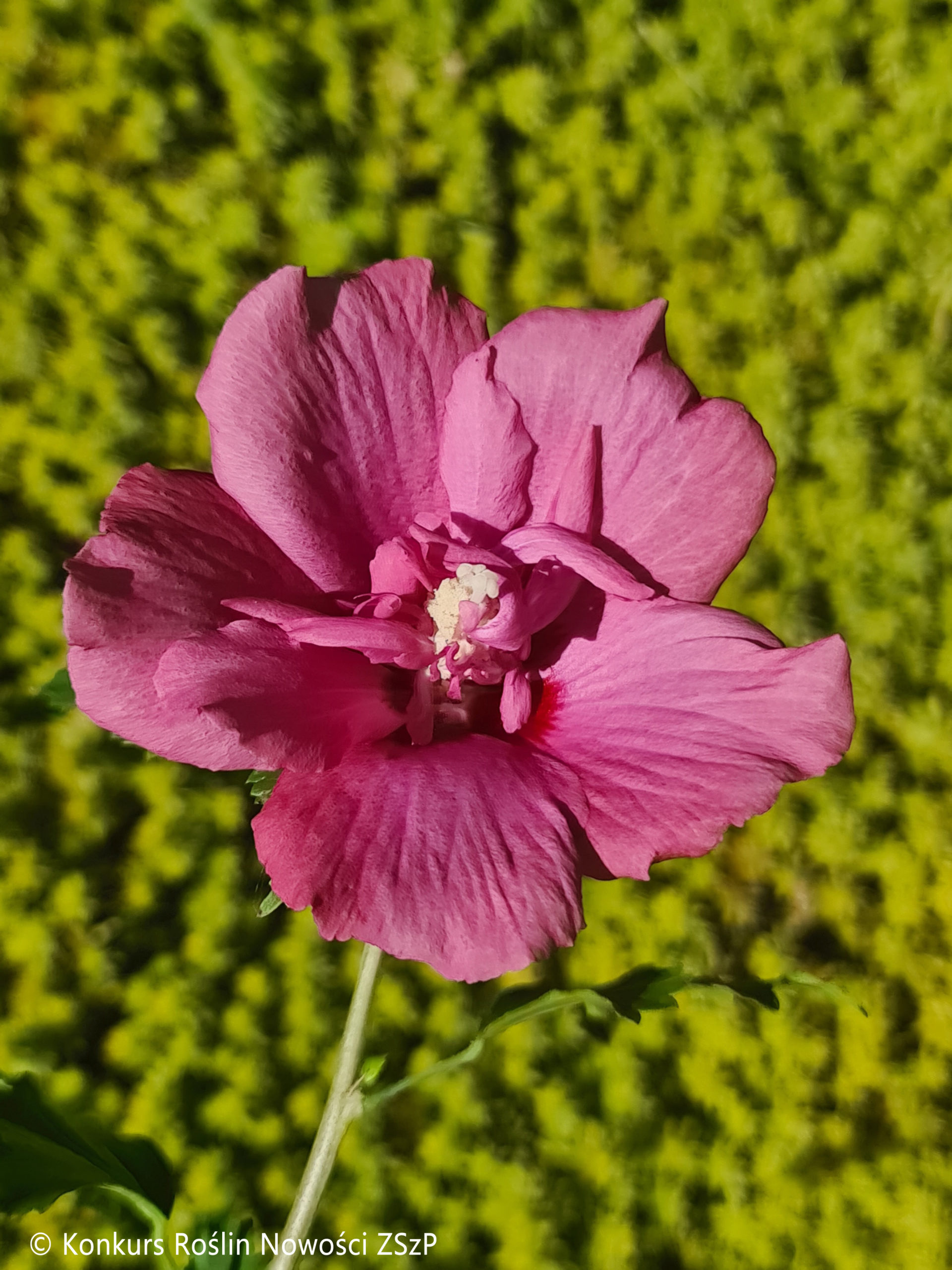 Hibiscus syriacus FLOWER TOWER RUBY - Polish Nurserymen Association