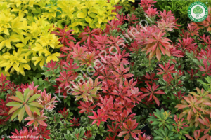 Pieris japoński ‘Carnaval’ - Związek Szkółkarzy Polskich