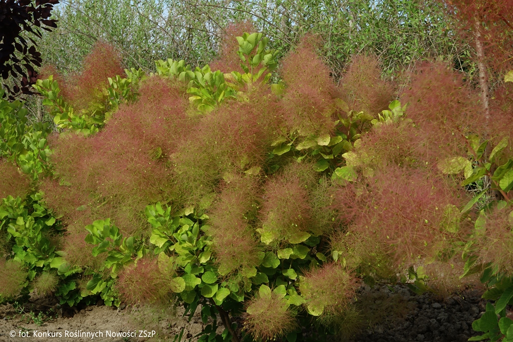 Cotinus coggygria LEMON LADY - Polish Nurserymen Association